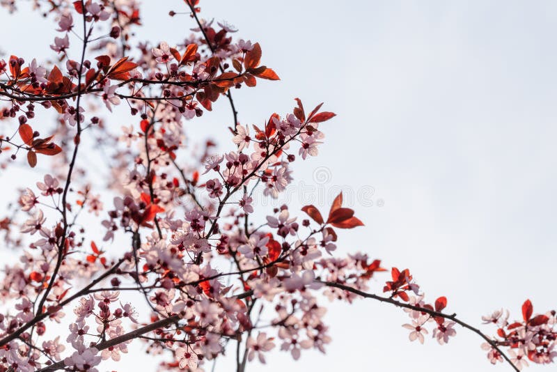 Spring flowers. stock photo. Image of flowers, blossom - 171098782