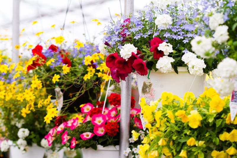 Spring flowers editorial photography. Image of nursery - 283763002