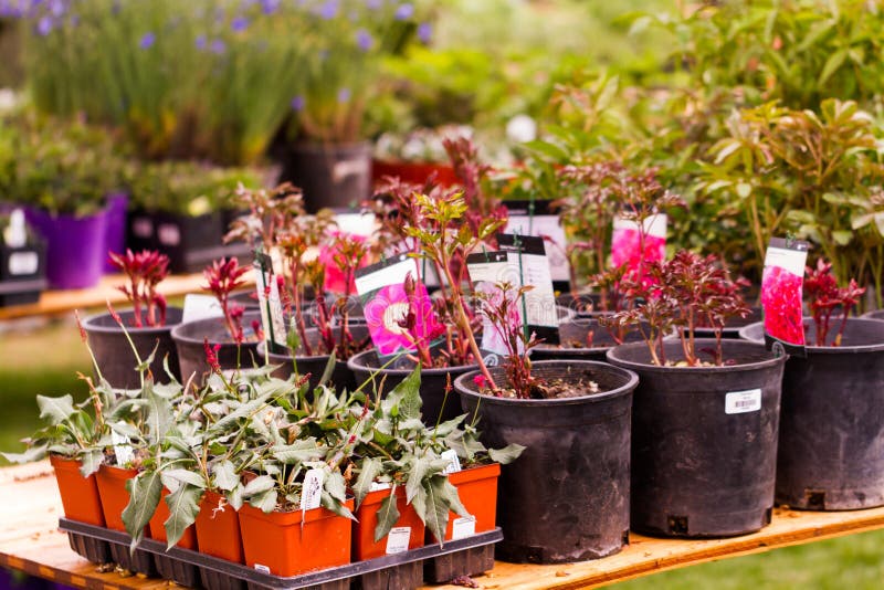 Spring flowers editorial photo. Image of store, crate - 283763051