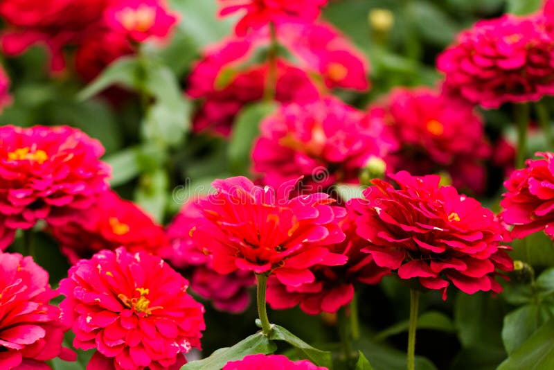 Spring flowers stock image. Image of nursery, zinnia - 289820945