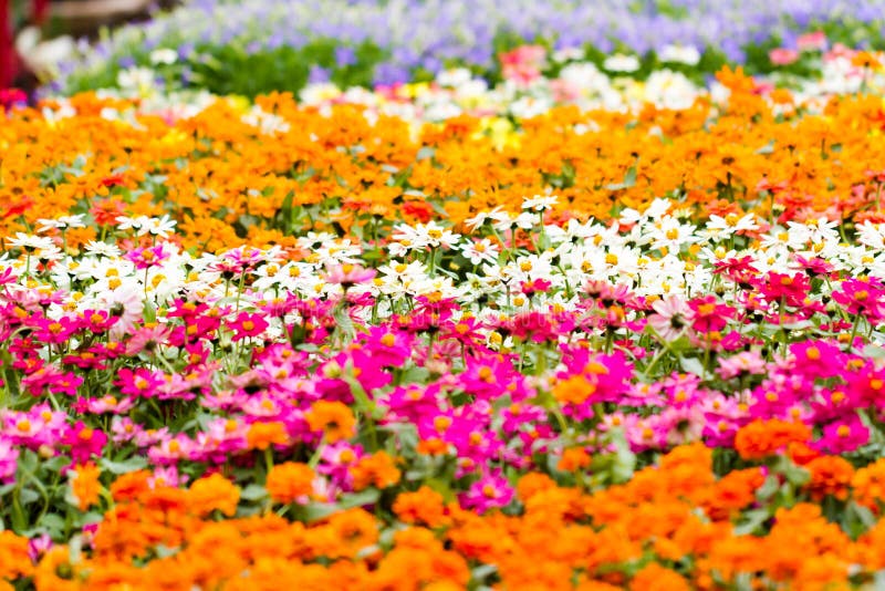 Spring flowers stock photo. Image of garden, pink, profusion - 289821936