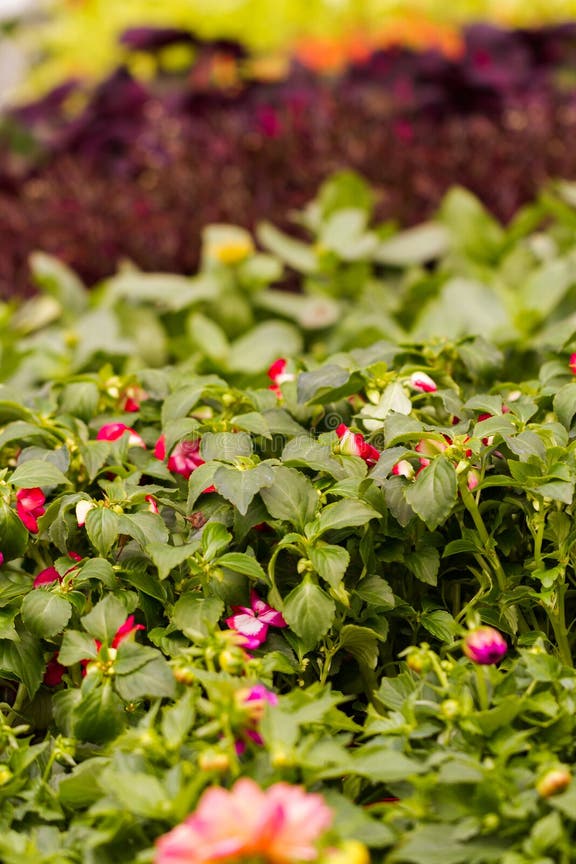 Spring flowers stock photo. Image of floral, nursery - 290344914