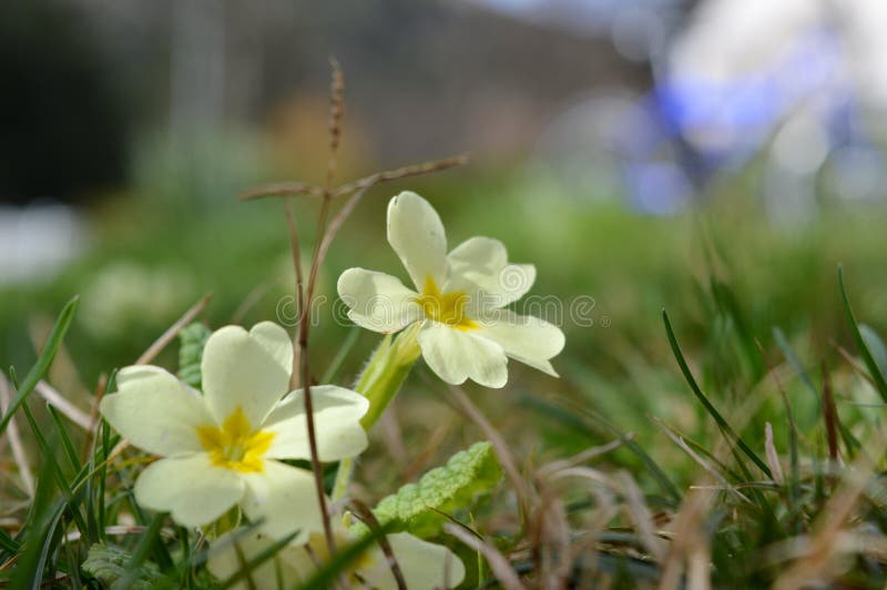 Spring flowers stock photo. Image of petal, color, macro - 112395500