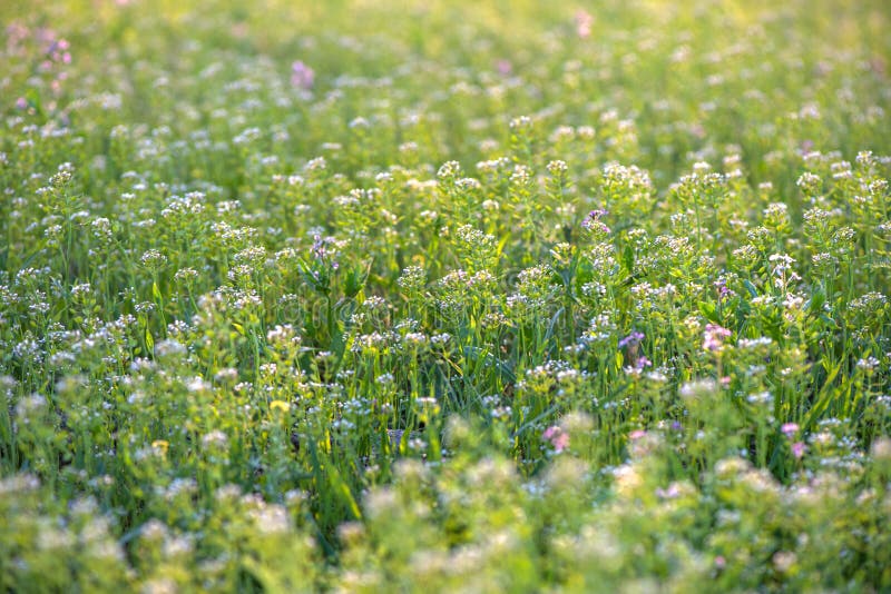 Spring Flowers on the Meadow. Stock Image - Image of blossom, meadow ...