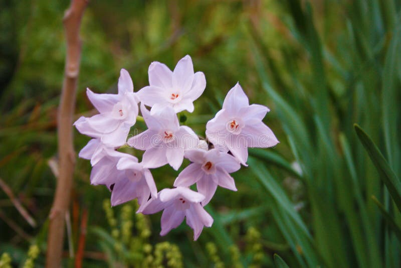 Spring Flowers Sprout Spontaneously in the Bush Stock Photo - Image of ...