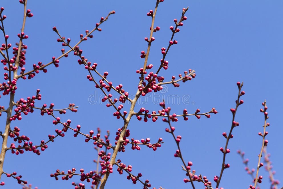 Spring Flowers Sprout Texture Background Stock Image - Image of harbor ...