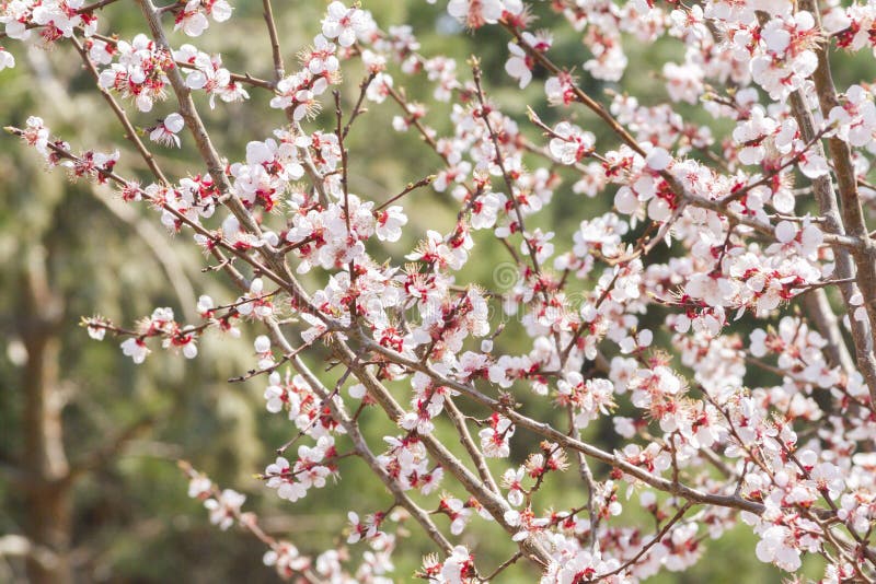 Spring Flowers Sprouting Texture Background Stock Photo - Image of ...