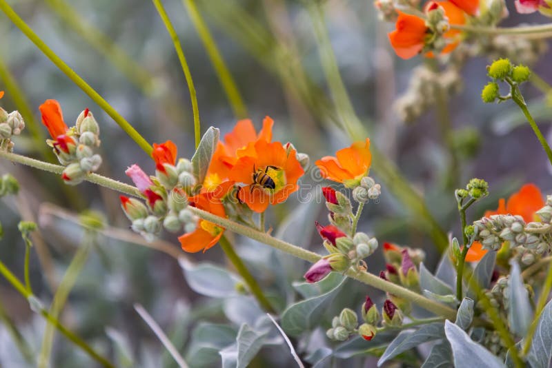 Spring Flowers stock image. Image of daisy, blooming - 51459721