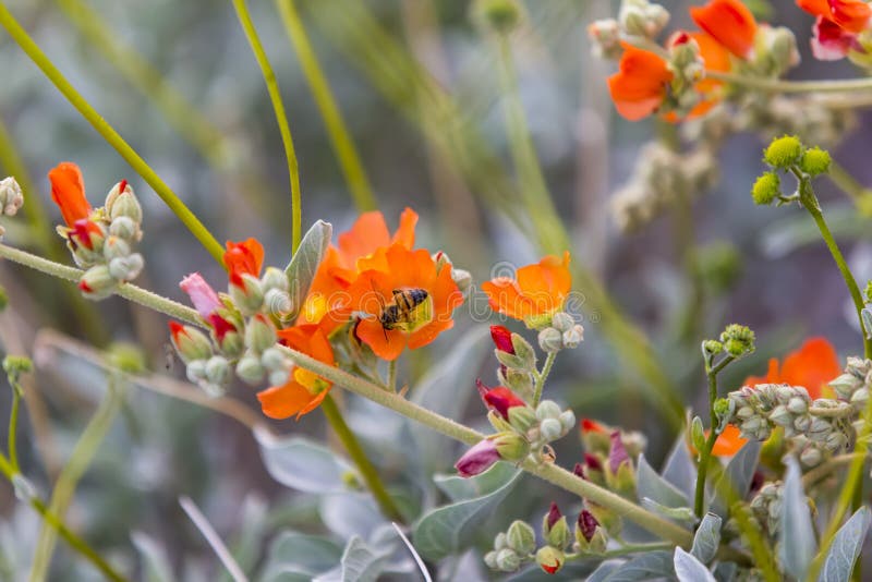 Spring Flowers stock photo. Image of blossom, bumble - 51459722