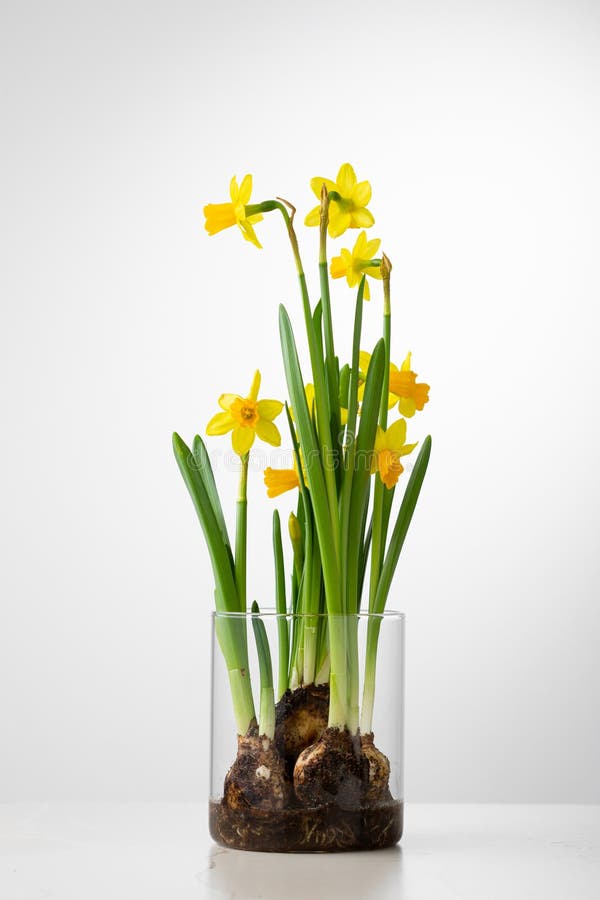 Spring Flowers Still Life Blooming Daffodils Stock Image - Image of ...