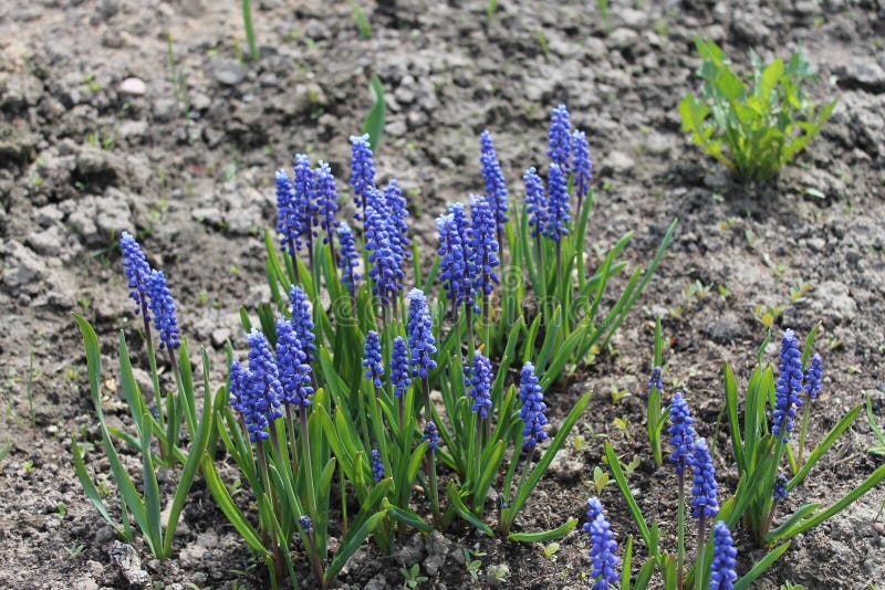 Spring flowers stock image. Image of spring, april, garden - 82339013