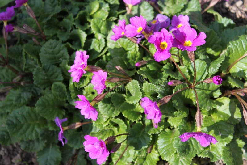 Spring flowers stock image. Image of nature, spring, march - 82342757