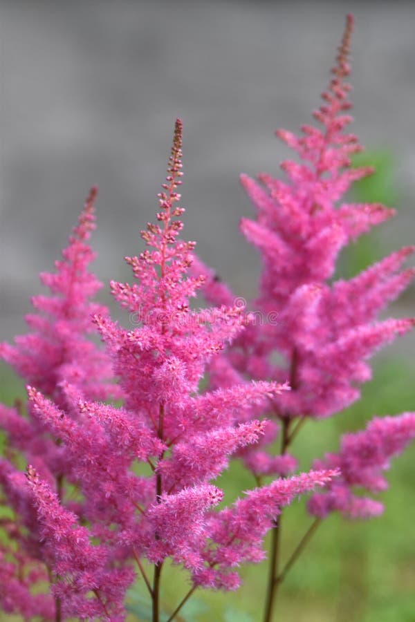 Spring flowers stock image. Image of macro, garden, pink - 95805387