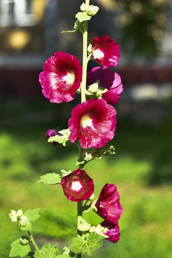 Spring flowers stock image. Image of blossom, petal, summer - 95805409