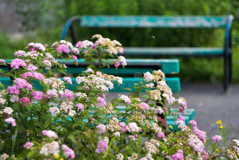 Spring flowers stock photo. Image of nature, single, flower - 95805708