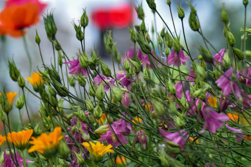 Spring flowers stock photo. Image of flower, garden, bloom - 95805754