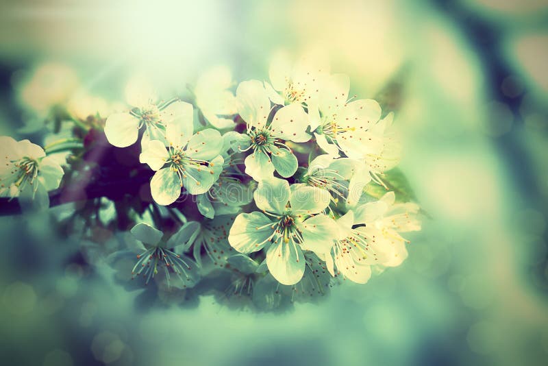 Spring flowers stock image. Image of blurred, botany - 52448589