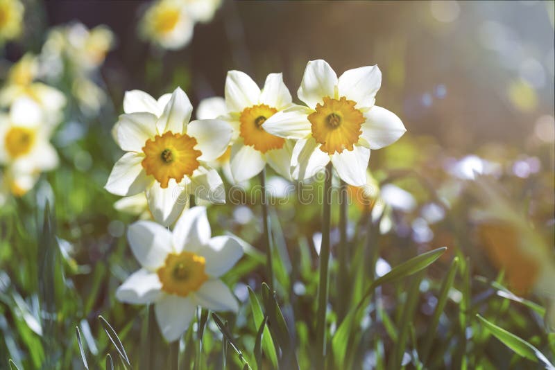 Spring flowers in the sun stock photo. Image of summer - 90452944