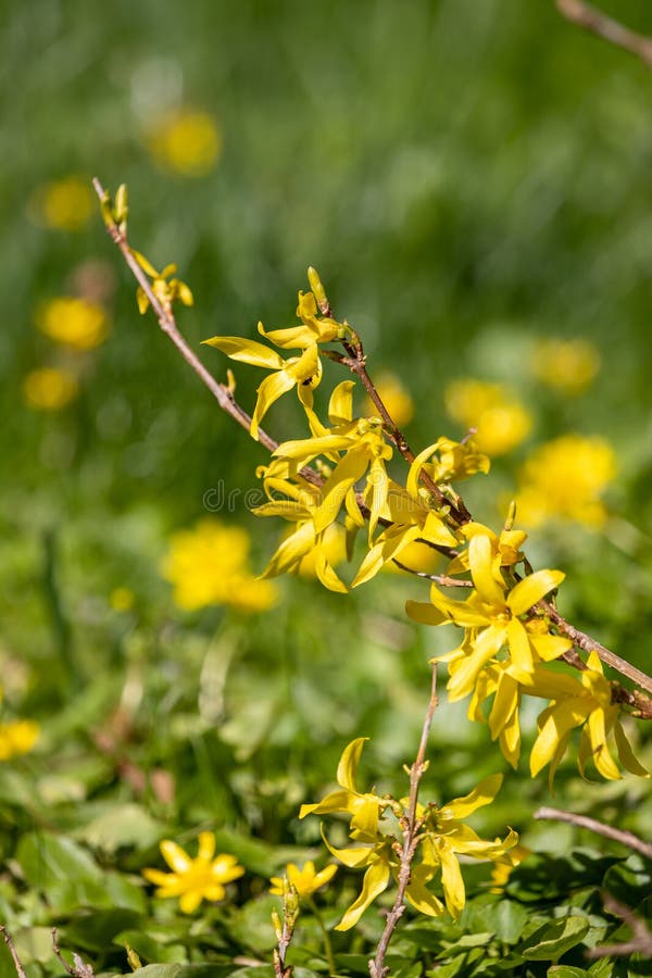 Spring Flowers on a Sunny April Day Stock Image - Image of gardening ...