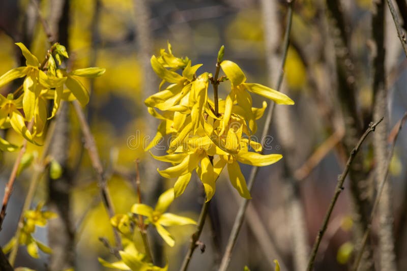 Spring Flowers on a Sunny April Day Stock Photo - Image of fragile ...