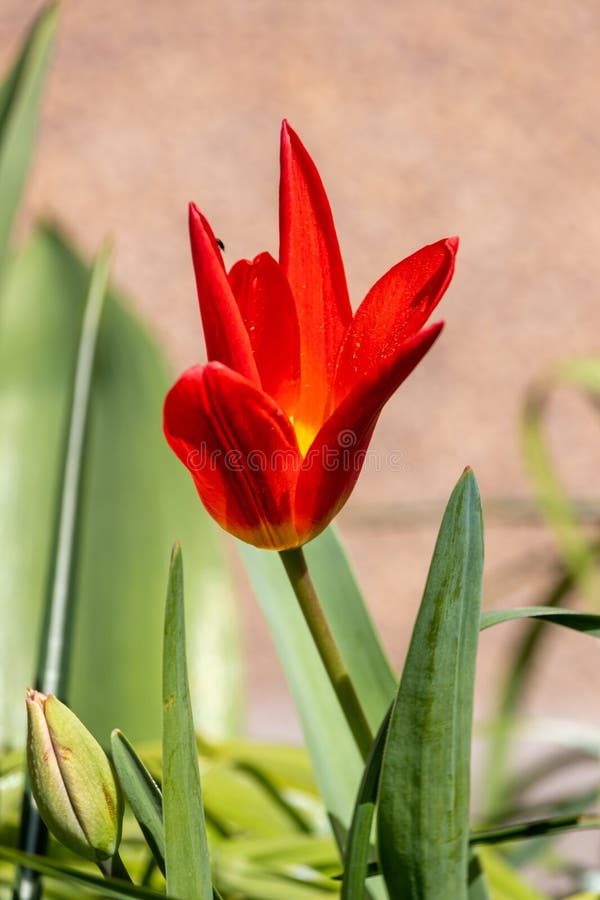 Spring Flowers on a Sunny April Day Stock Photo - Image of morning ...