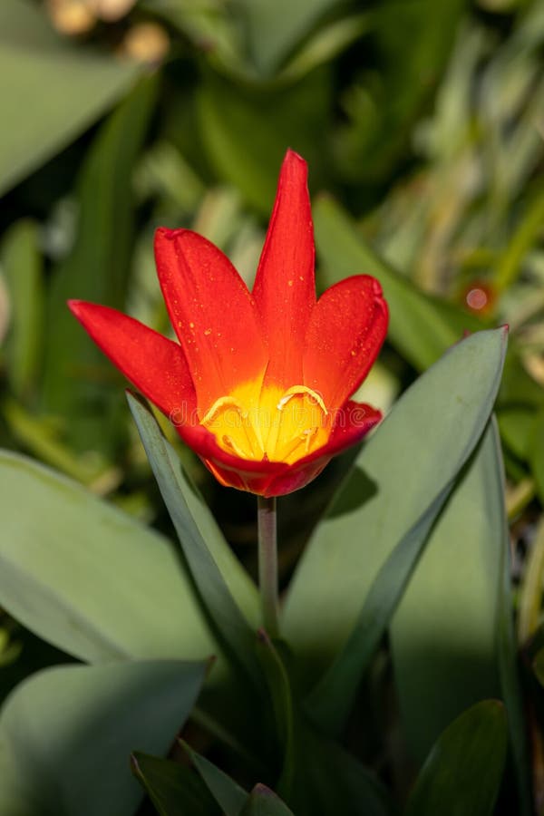 Spring Flowers on a Sunny April Day Stock Image - Image of mother ...