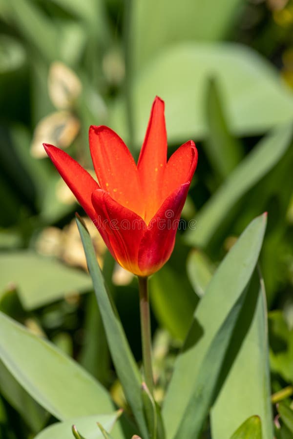 Spring Flowers on a Sunny April Day Stock Photo - Image of chamomile ...