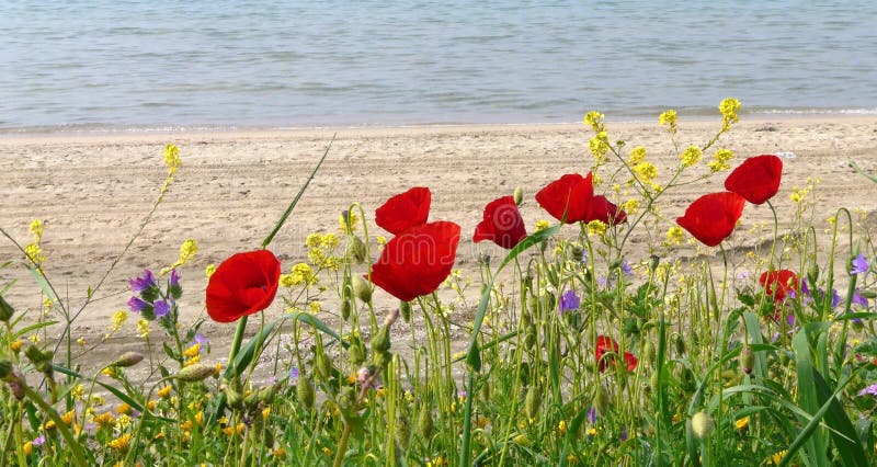 Spring Flowers by Sunny Beach Stock Photo - Image of outdoors, wild ...