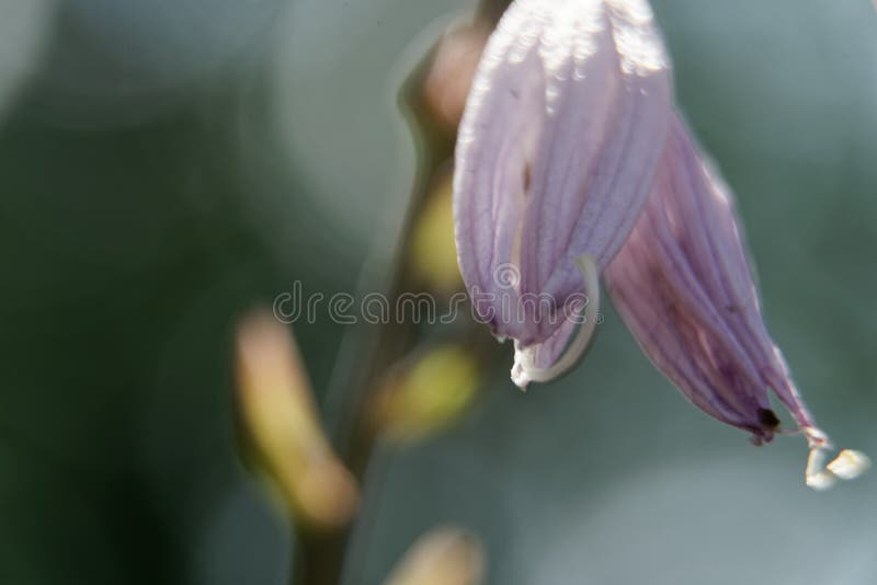 Spring Flowers in Sunny Day, Beauty in Nature Stock Photo - Image of ...