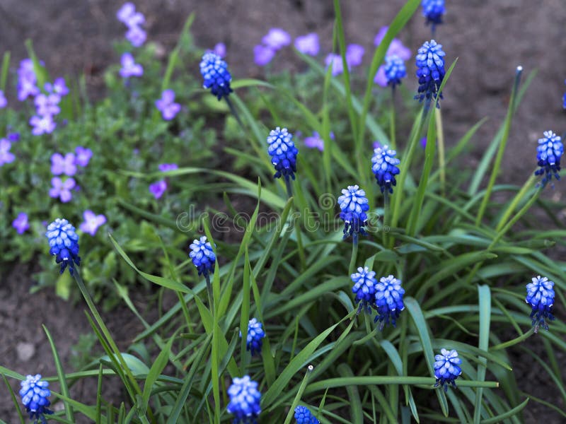 Spring Flowers with a Sunny Day Stock Photo - Image of pink, plant ...