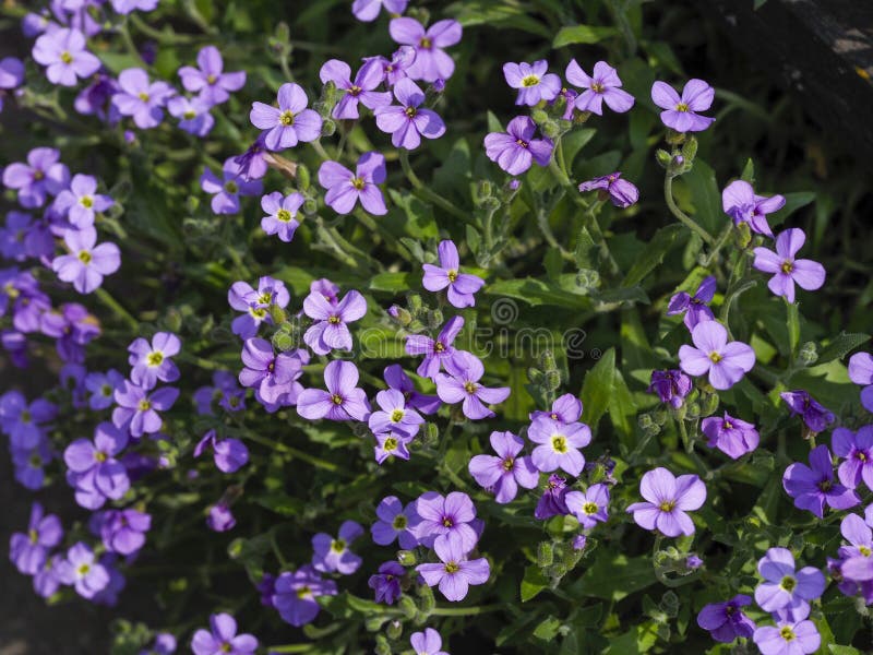 Spring Flowers with a Sunny Day Stock Image - Image of beautiful ...