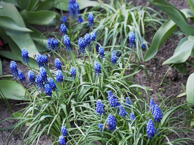 Spring Flowers with a Sunny Day Stock Photo - Image of purple, flower ...