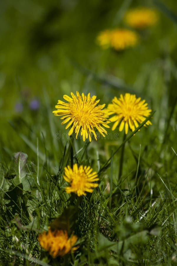 Spring Flowers on a Sunny Day Stock Photo - Image of season, nature ...