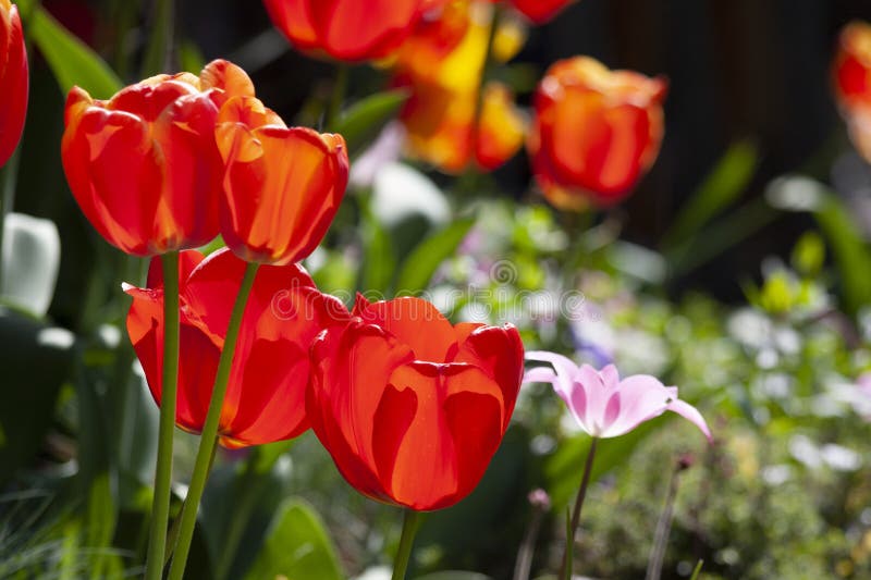Spring Flowers on a Sunny Day Stock Image - Image of engadin, meadow ...