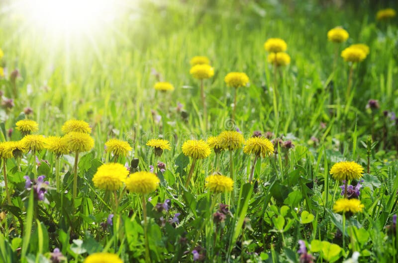 Spring Flowers stock photo. Image of blooming, meadow - 39449516