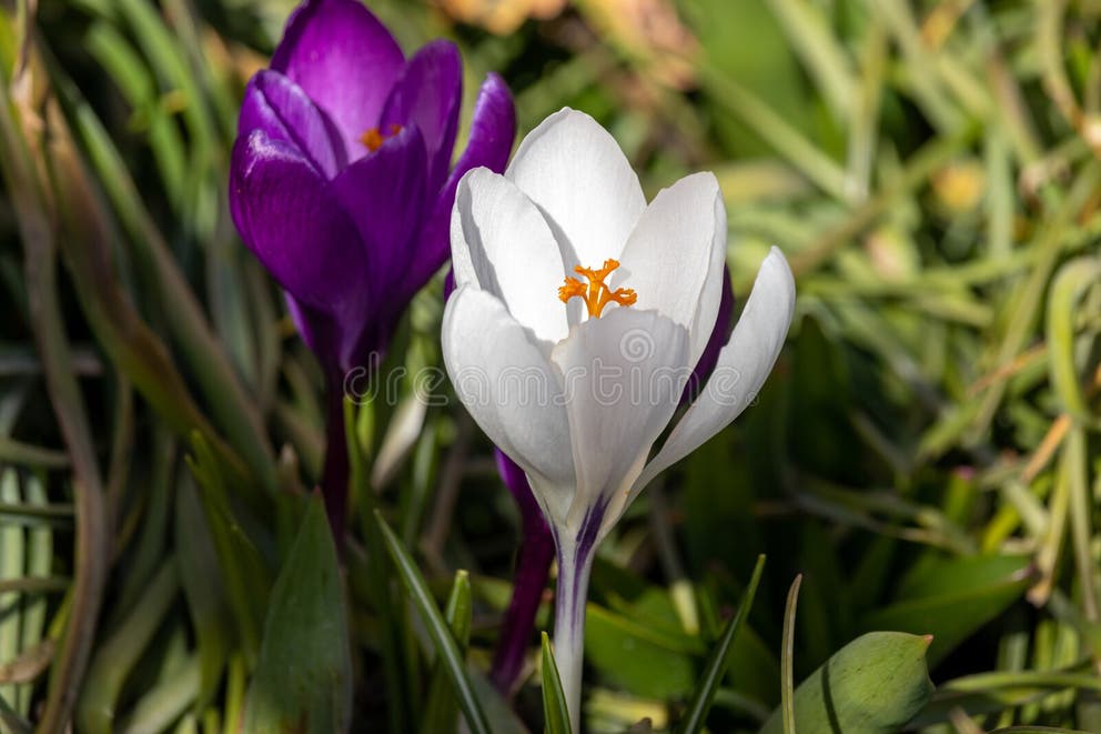 Spring Flowers on a Sunny March Day Stock Photo - Image of floral, park ...