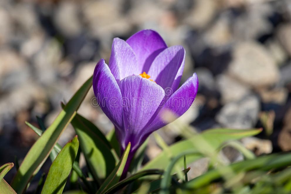 Spring Flowers on a Sunny March Day Stock Photo - Image of nederland ...