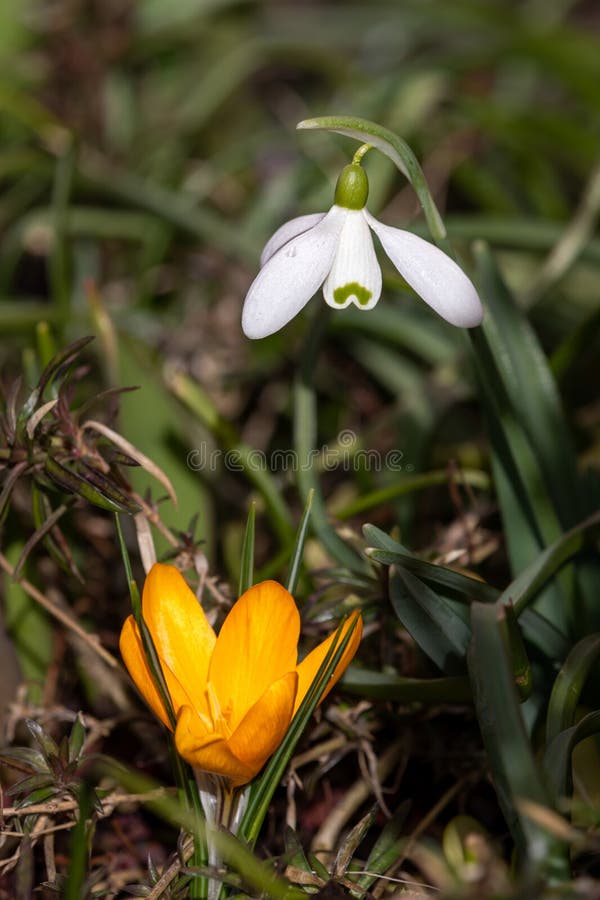 Spring Flowers on a Sunny March Day Stock Image - Image of march, field ...
