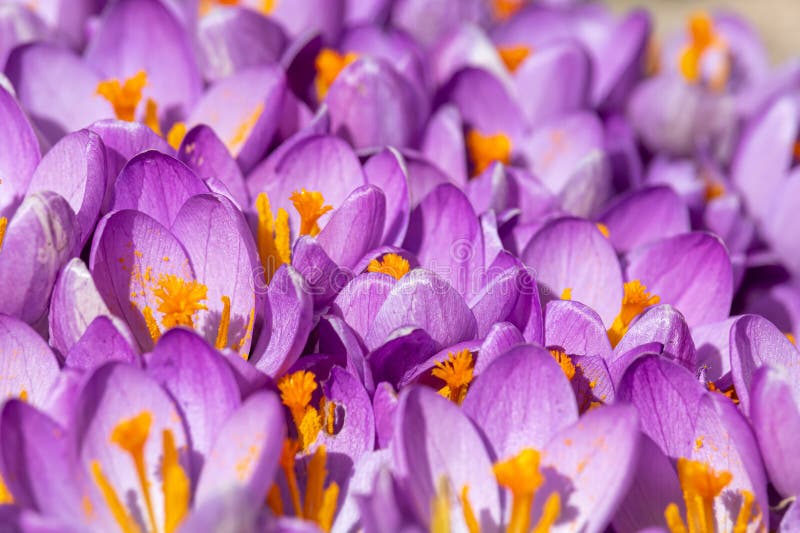 Spring Flowers on a Sunny March Day Stock Image - Image of field ...