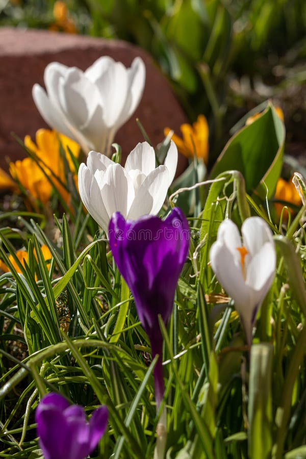 Spring Flowers on a Sunny March Day Stock Photo - Image of holland ...