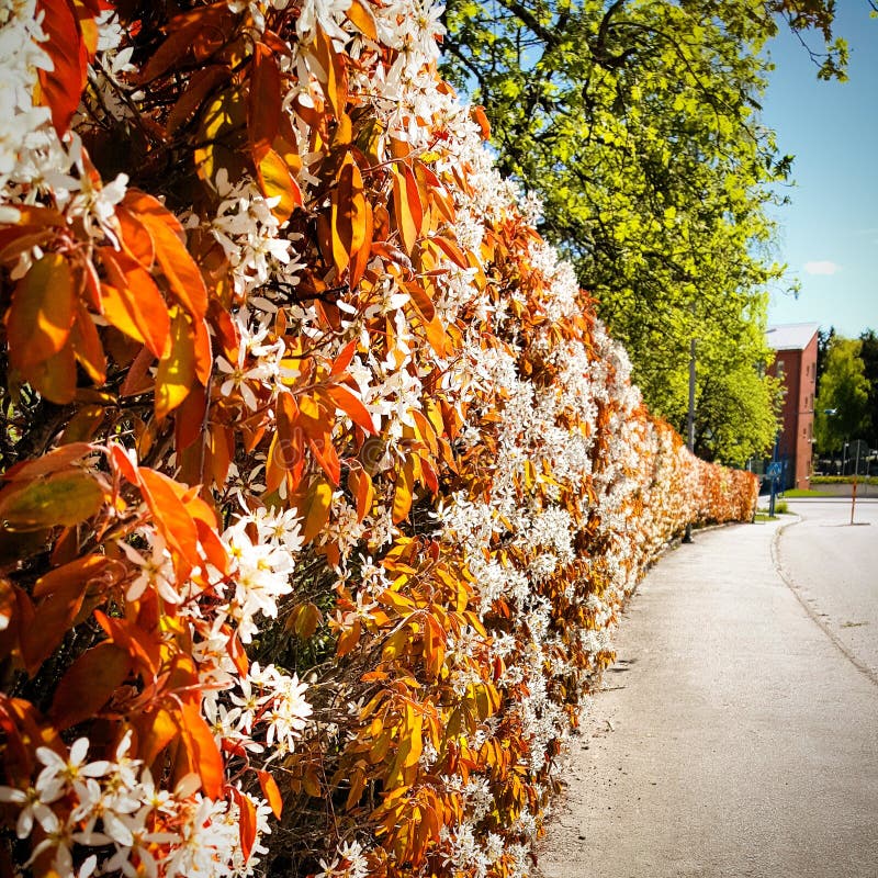 Spring Flowers Sunny Sweden Beautiful Stock Image - Image of beautiful ...