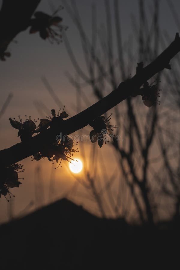 Spring Flowers, Sunset Background, Nature Stock Image - Image of ...