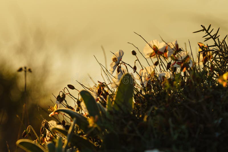 Spring flowers at sunset stock photo. Image of sunset - 238604764