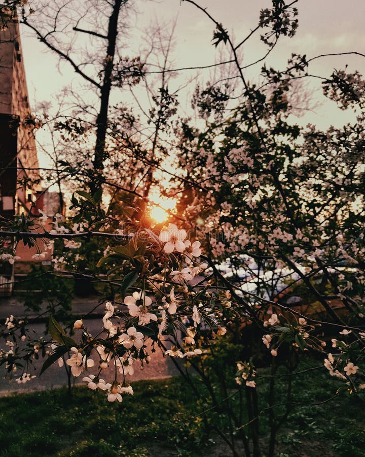 Spring Flowers, Sunset, Sunlight and Sunshine, Spring Vibes, Spring ...