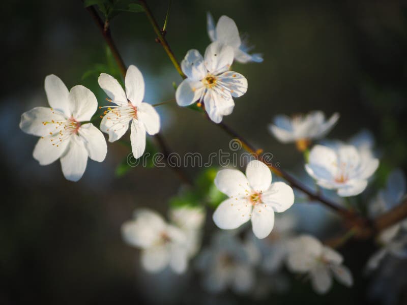 Spring Flowers in the Sunshine Stock Image - Image of crab, sunshine ...