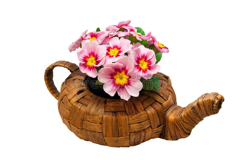 Spring flowers in a teapot stock photo. Image of blooming - 23494418