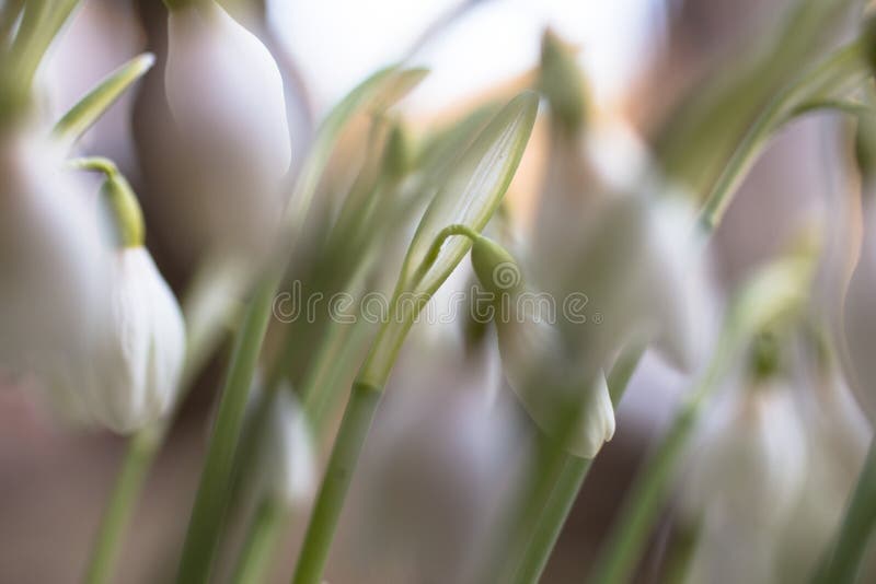 Spring flowers texture stock photo. Image of pattern - 110790160
