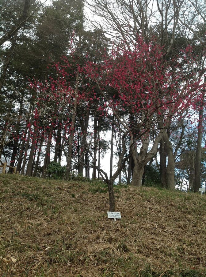 Spring flowers in Tokyo stock image. Image of pring, plants - 52726795