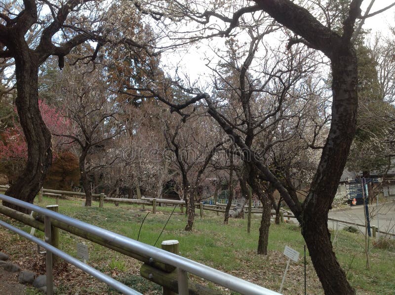 Spring flowers in Tokyo stock image. Image of green, park - 52726975
