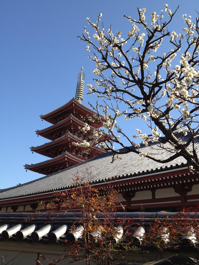Spring flowers in Tokyo stock photo. Image of garden - 52728090